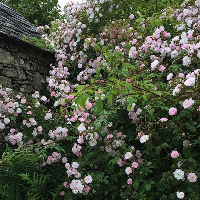 Paul's-Himalayan-Musk-blush-pink-rambling-rose - The Glam Pad