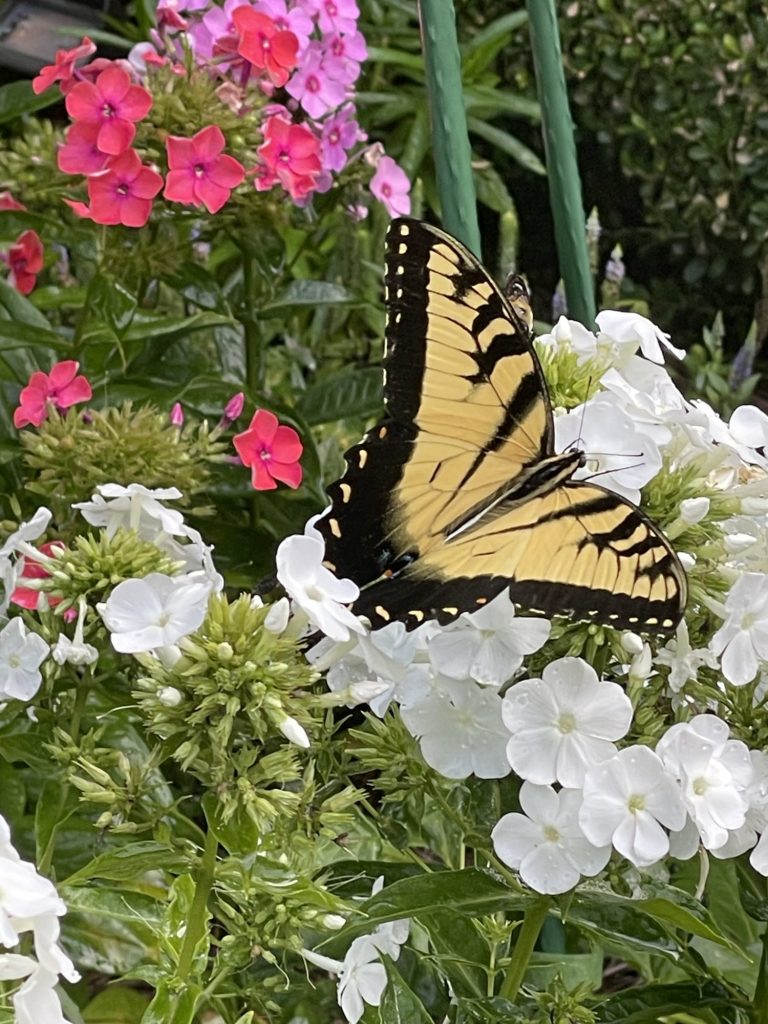 In the Garden with Designer Todd Richesin - The Glam Pad