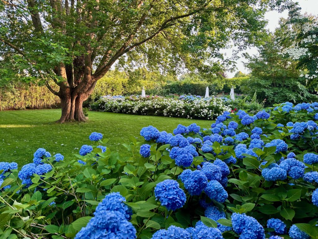 Hydrangeas in the Hamptons - The Glam Pad