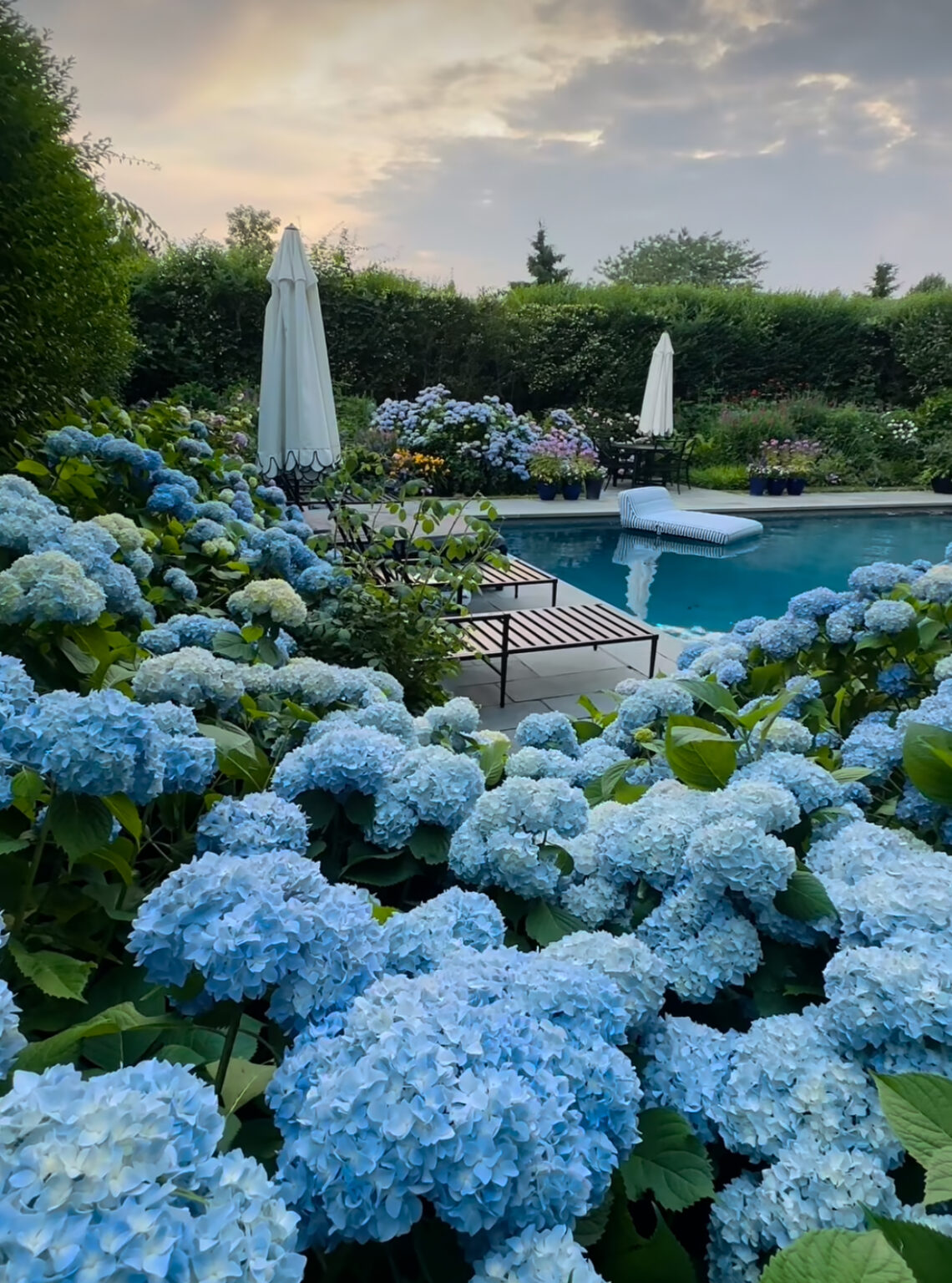 Hydrangeas in the Hamptons - The Glam Pad