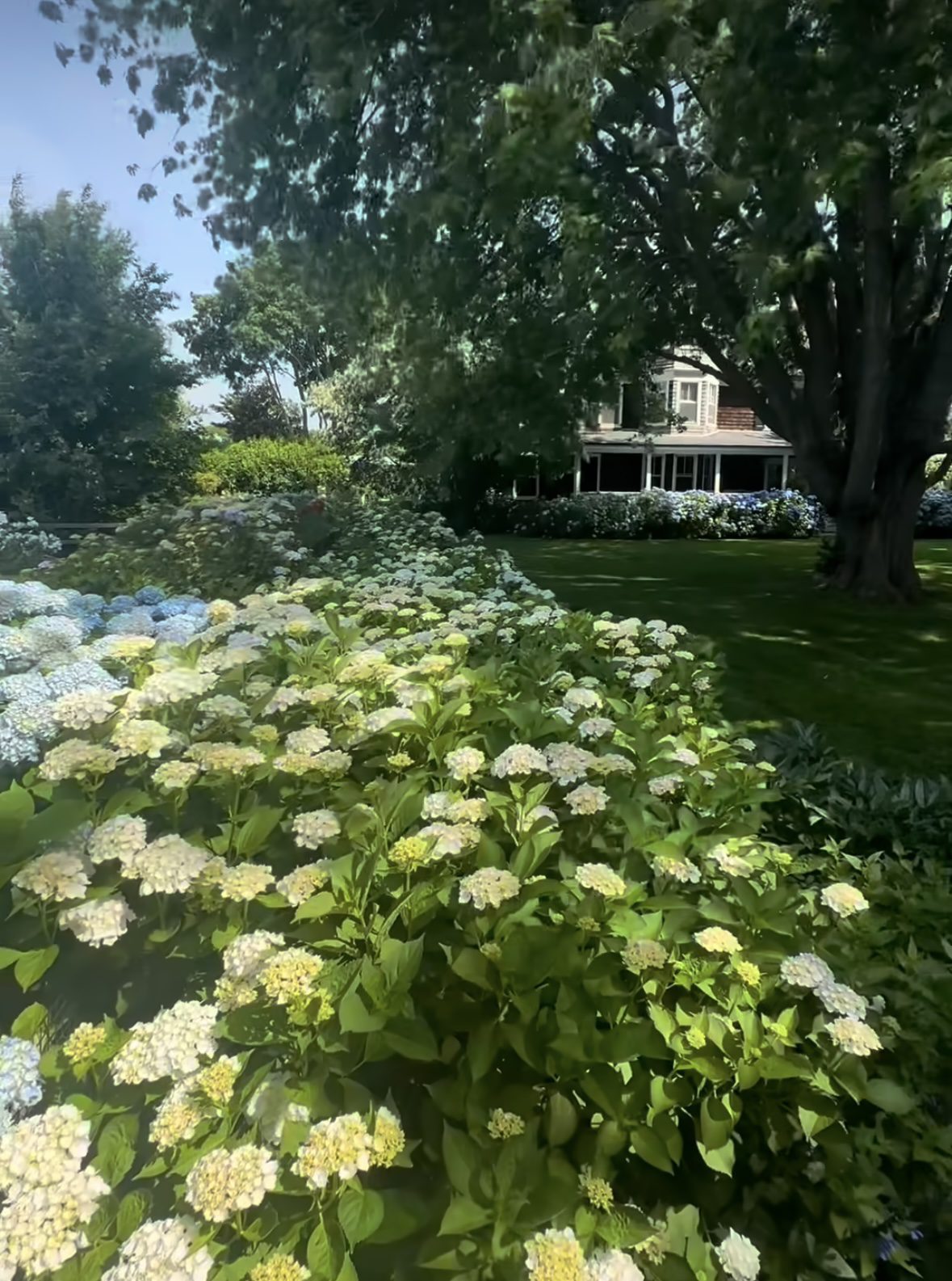 Hydrangeas in the Hamptons - The Glam Pad