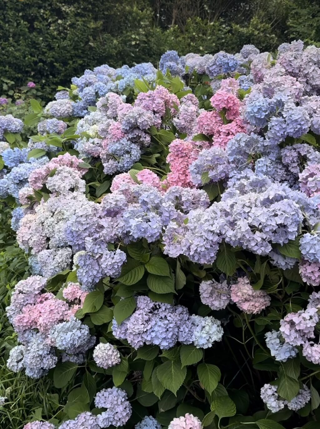 Hydrangeas in the Hamptons - The Glam Pad